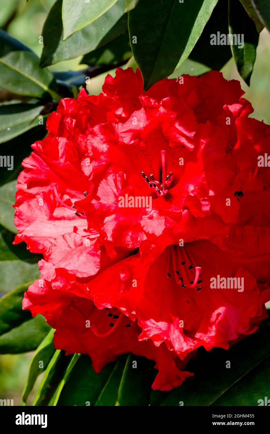 Rhododendron 'Taurus' in bloom in a garden Stock Photo - Alamy