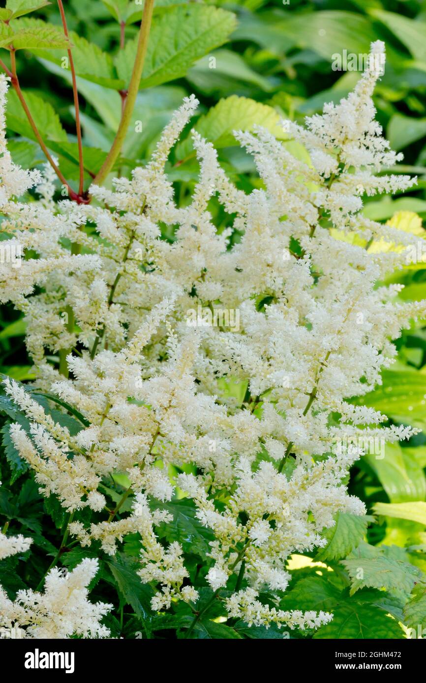 Japanese Astilbe Astilbe Japonica High Resolution Stock Photography and ...