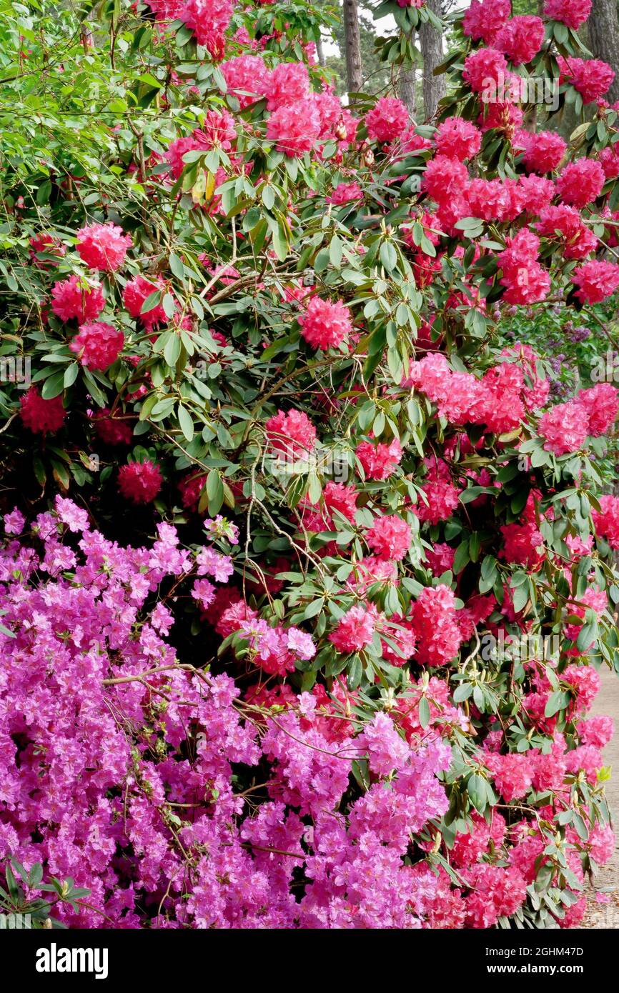 Rhododendron 'Cynthia' in bloom at Pard Floral de Vincennes Gardens ...