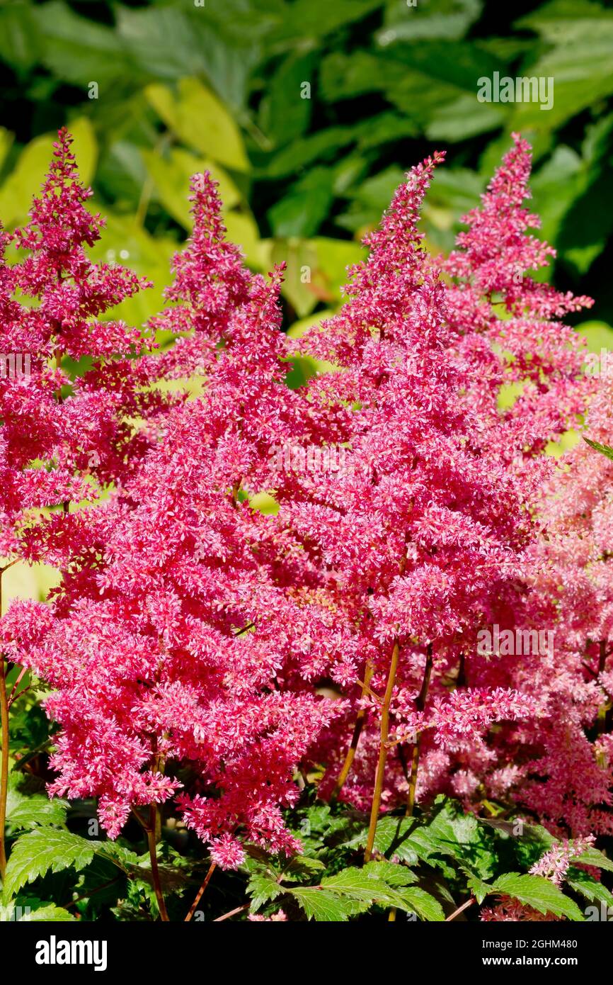 Astilbe japonica 'Bonn' Stock Photo - Alamy