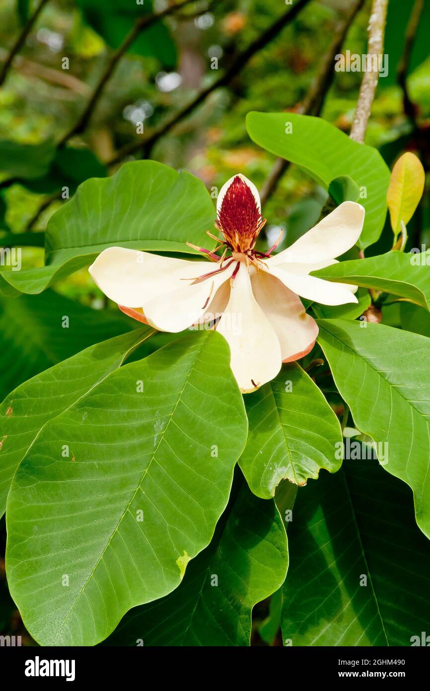 Magnolia obovata hi-res stock photography and images - Alamy