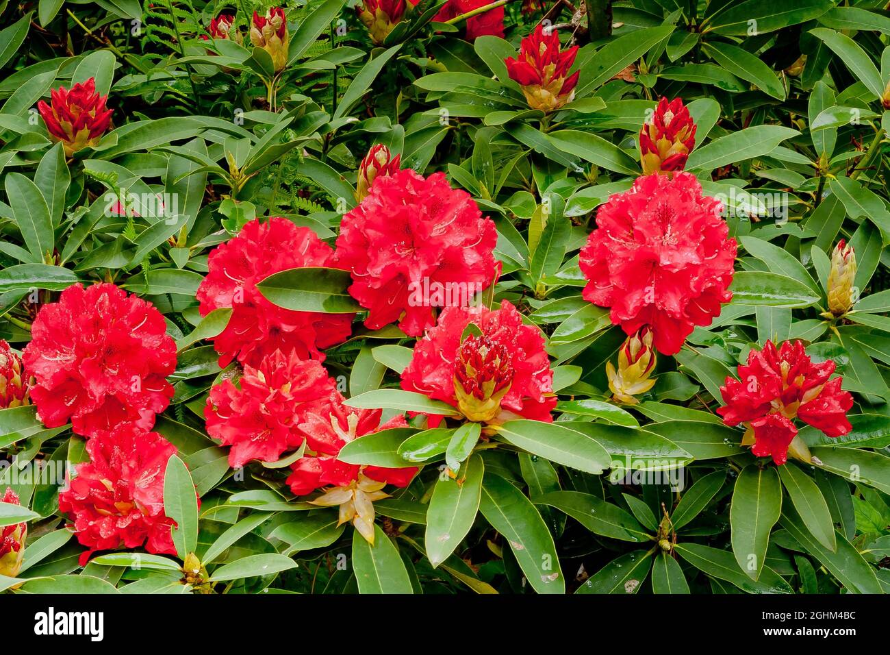 Rhododendron 'Wilgens Ruby' in bloom in a garden Stock Photo - Alamy