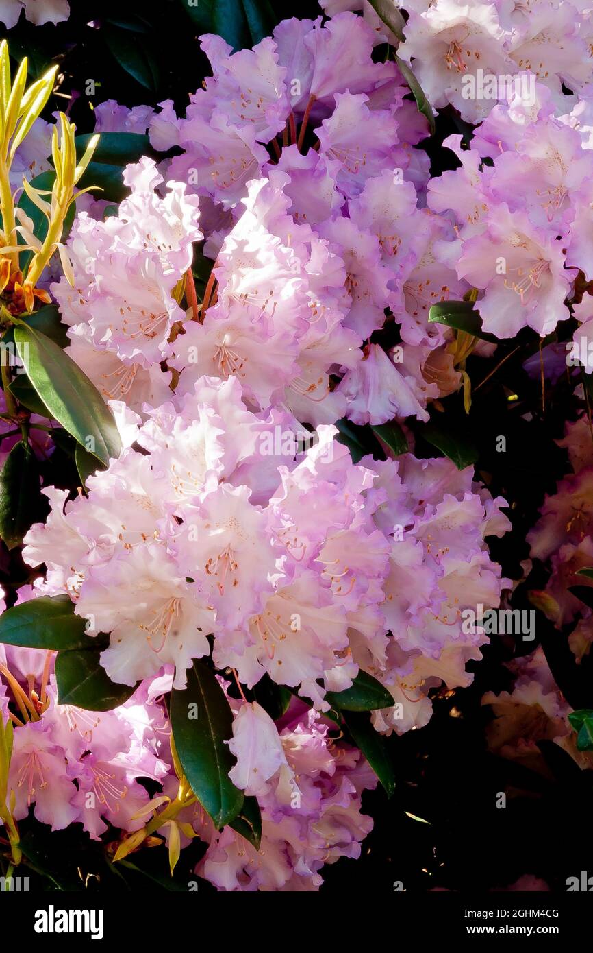 Rhododendron 'Caroline Albrook' in bloom in a garden Stock Photo - Alamy