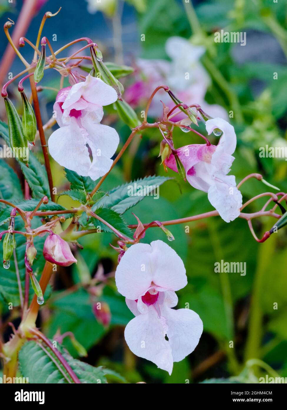 Purple jewelweed impatiens glandulifera hi-res stock photography and ...