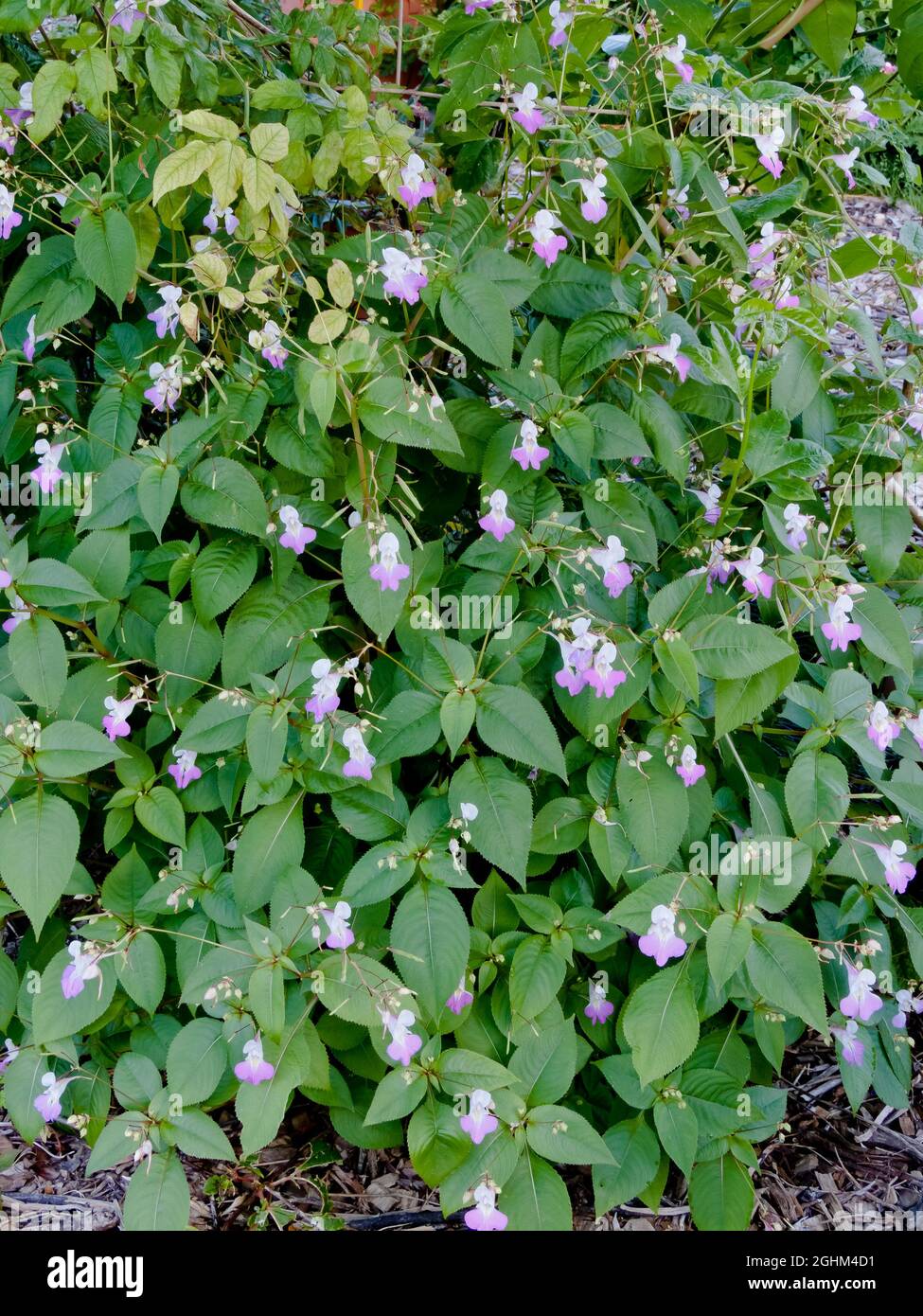 Purple jewelweed impatiens glandulifera hi-res stock photography and ...