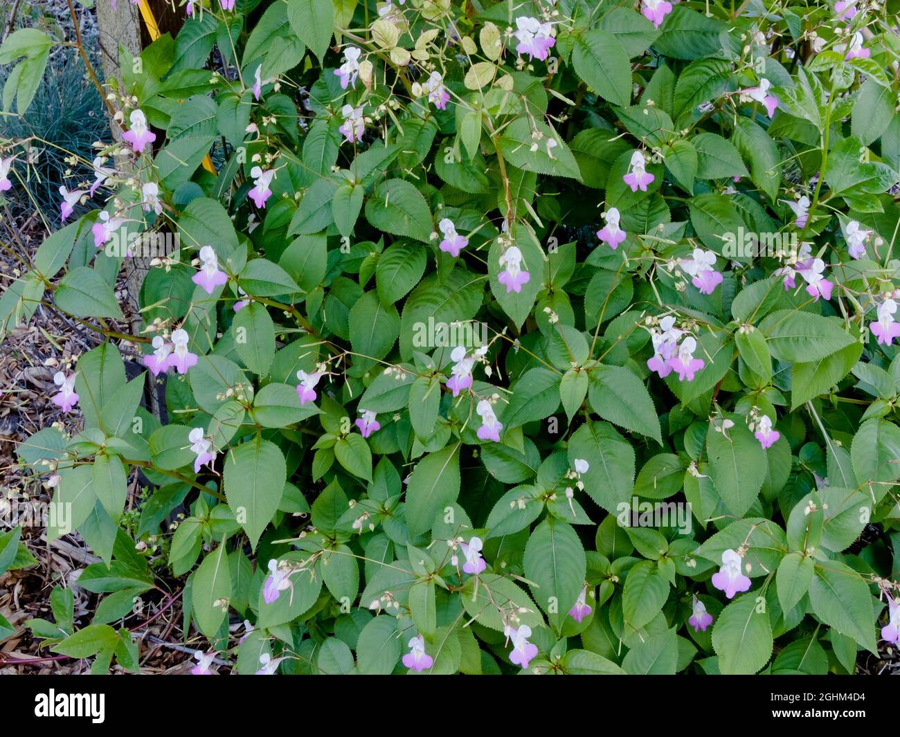 Purple jewelweed impatiens glandulifera hi-res stock photography and ...