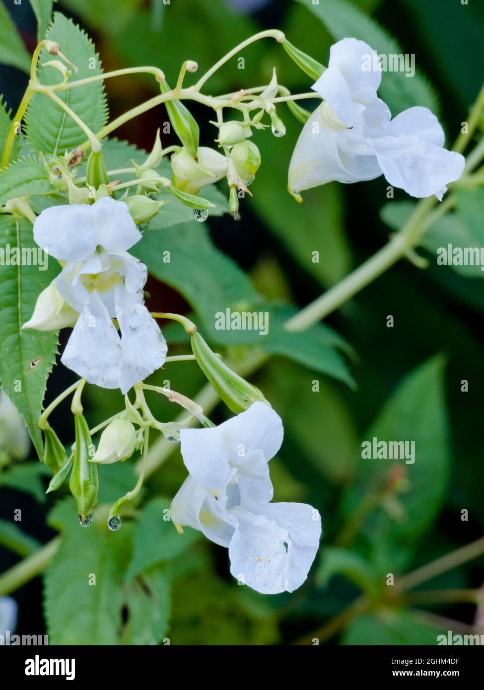 Purple jewelweed impatiens glandulifera hi-res stock photography and ...