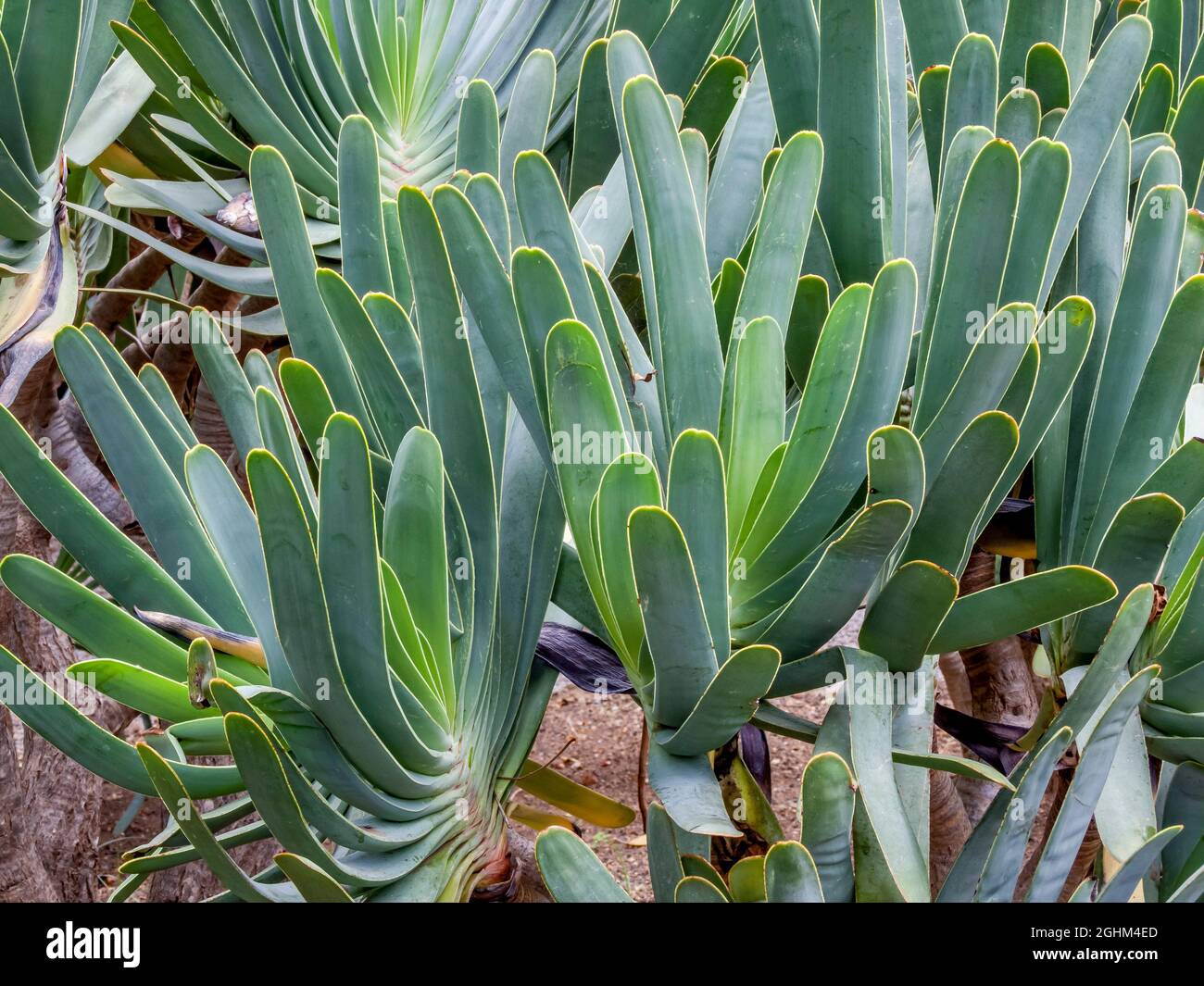 Aloe family plant hi-res stock photography and images - Alamy