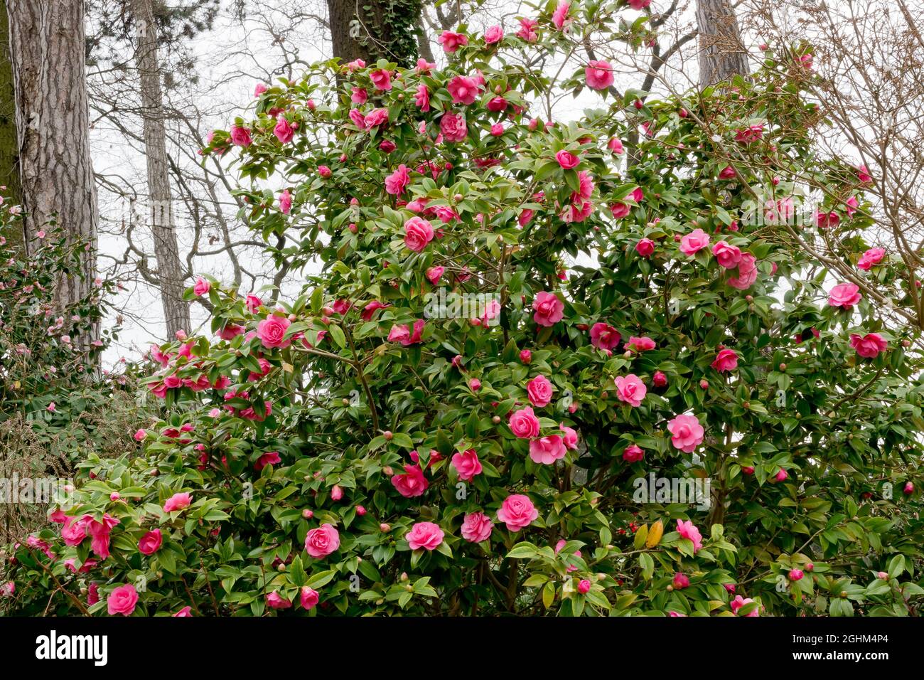 Camellia 'Debbie' in bloom in a garden Stock Photo - Alamy