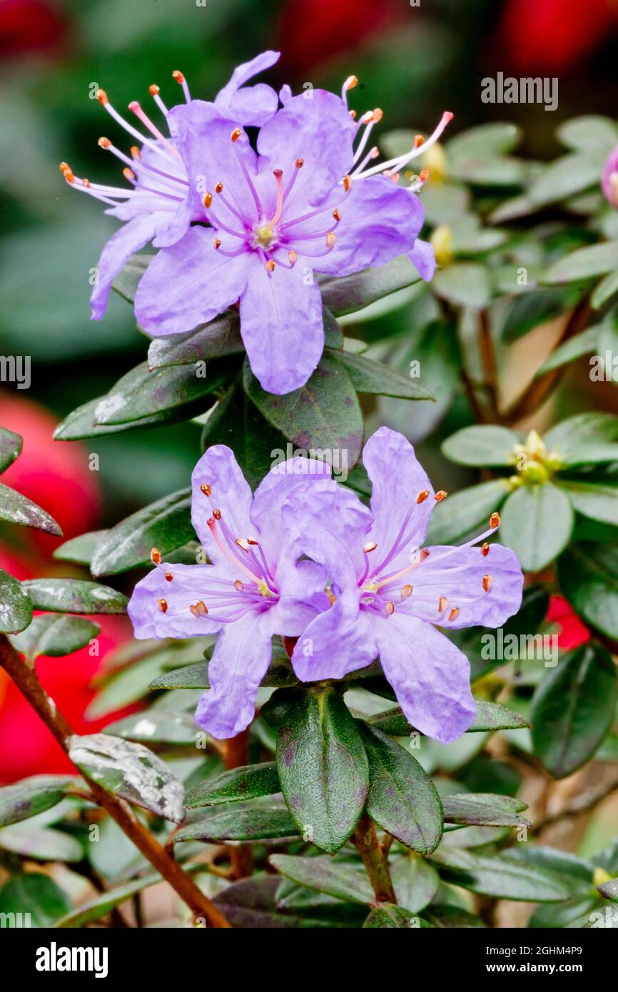 Rhododendron in bloom in a garden Stock Photo - Alamy