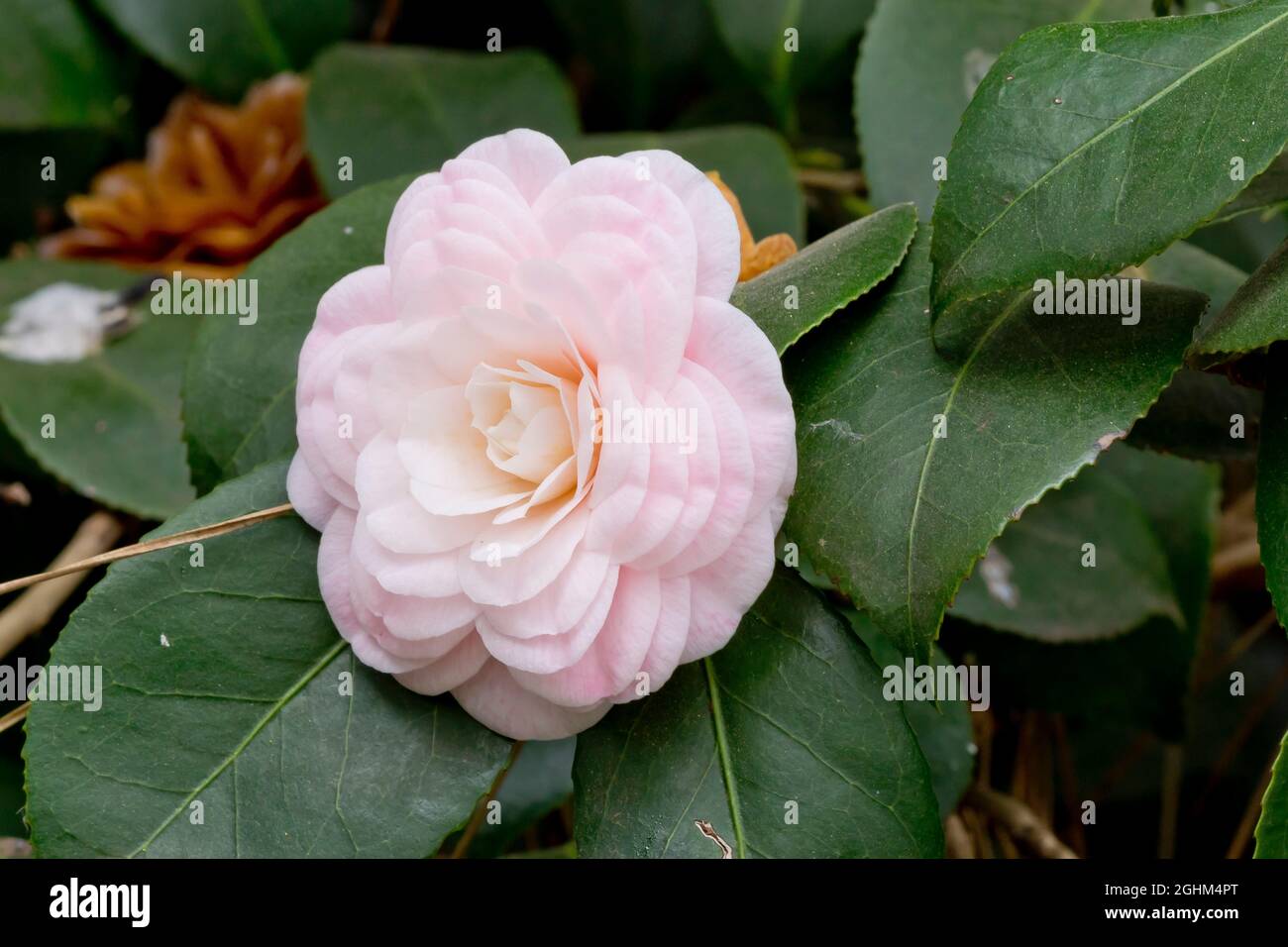Camellia 'Ave Maria' in bloom in a garden Stock Photo - Alamy