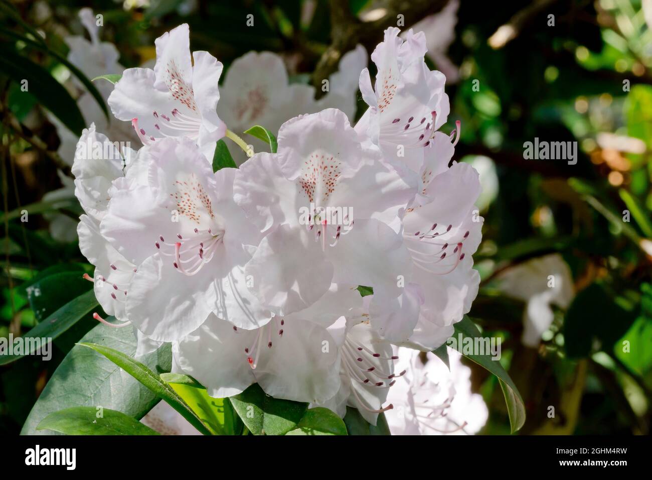 Rhododendron 'Mrs Charles Pearson' in bloom in a garden Stock Photo - Alamy