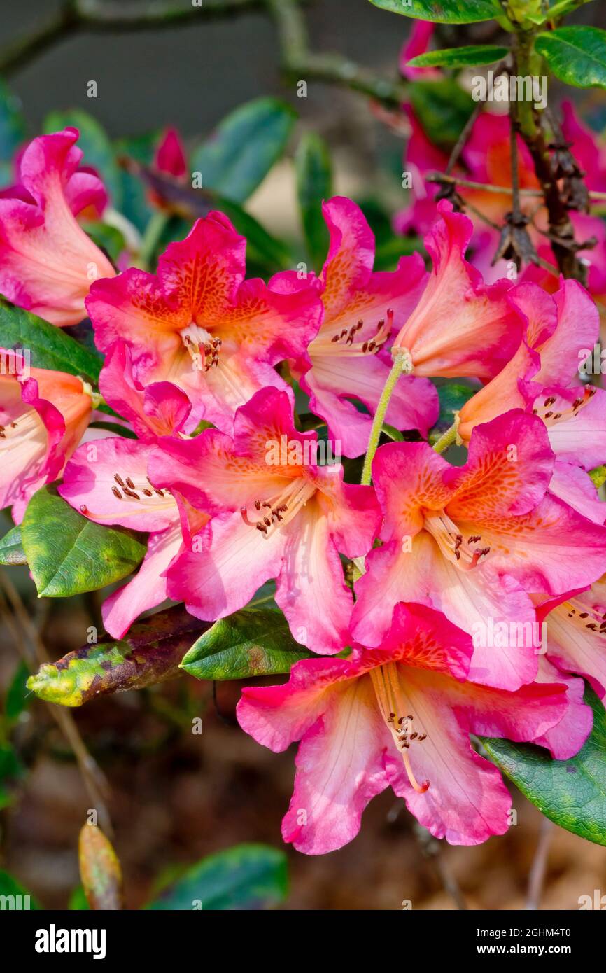 Rhododendron in bloom in a garden Stock Photo - Alamy