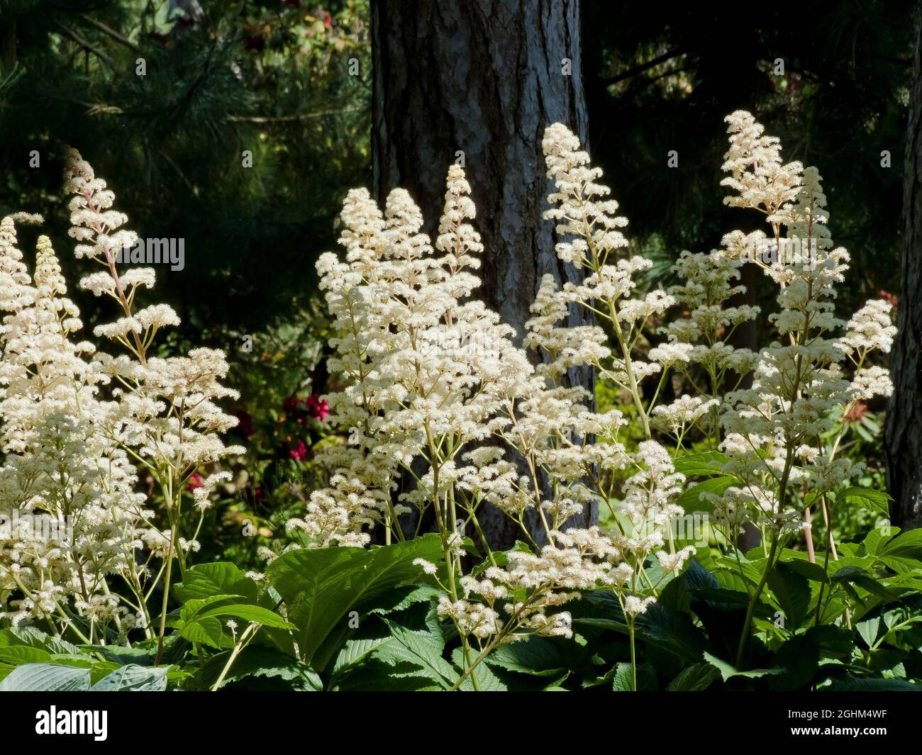 Astilboides plant hi-res stock photography and images - Alamy
