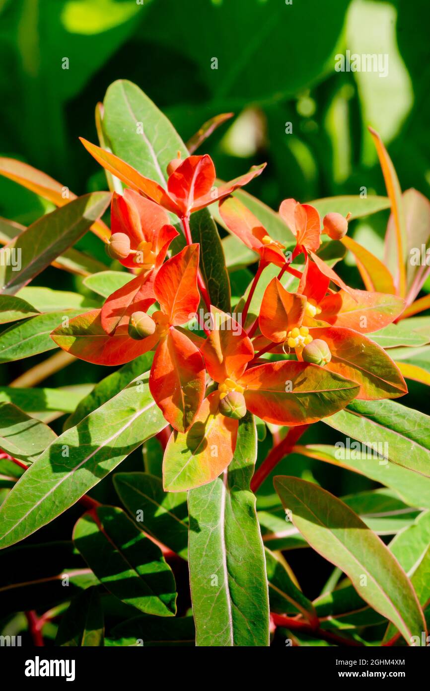 Euphorbia griffithii 'Fireglow' Stock Photo - Alamy