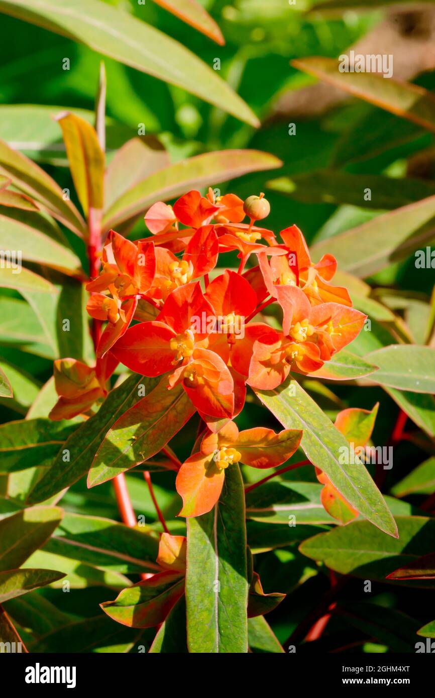 Euphorbia griffithii 'Fireglow' Stock Photo - Alamy