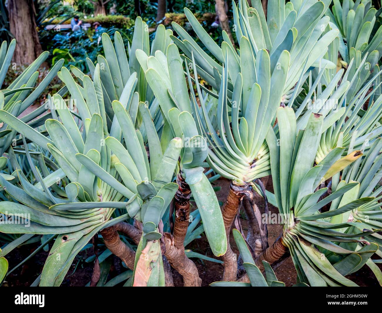 Aloe family plant hi-res stock photography and images - Alamy
