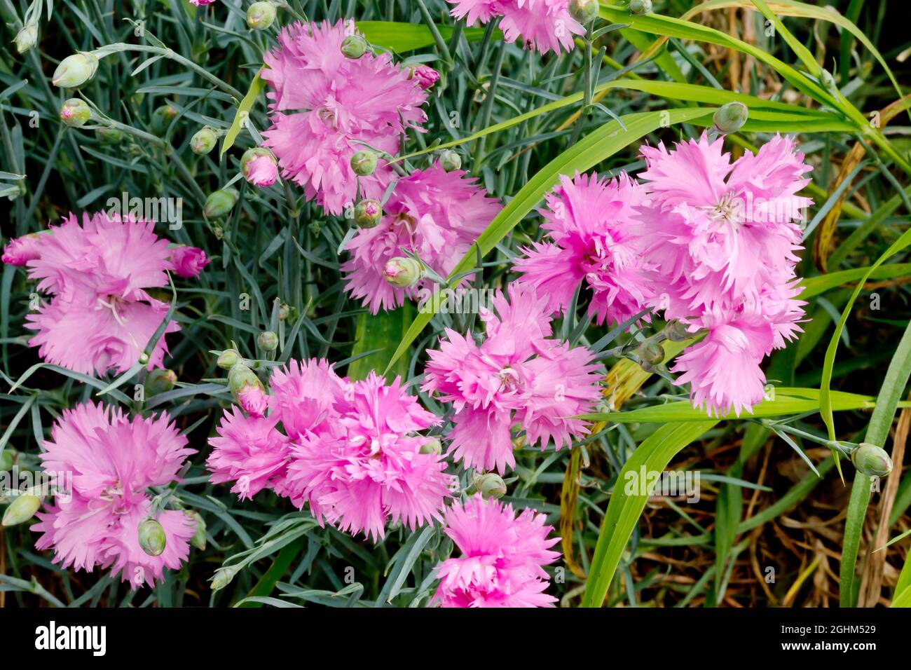 Dianthus gratianopolitanus 'Grandiflorus' Stock Photo - Alamy
