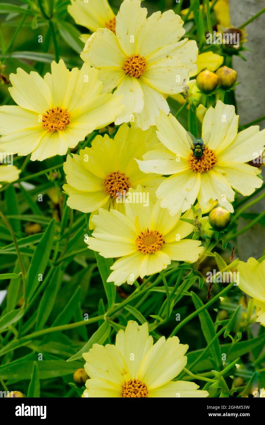 Coreopsis 'Full Moon' Stock Photo - Alamy