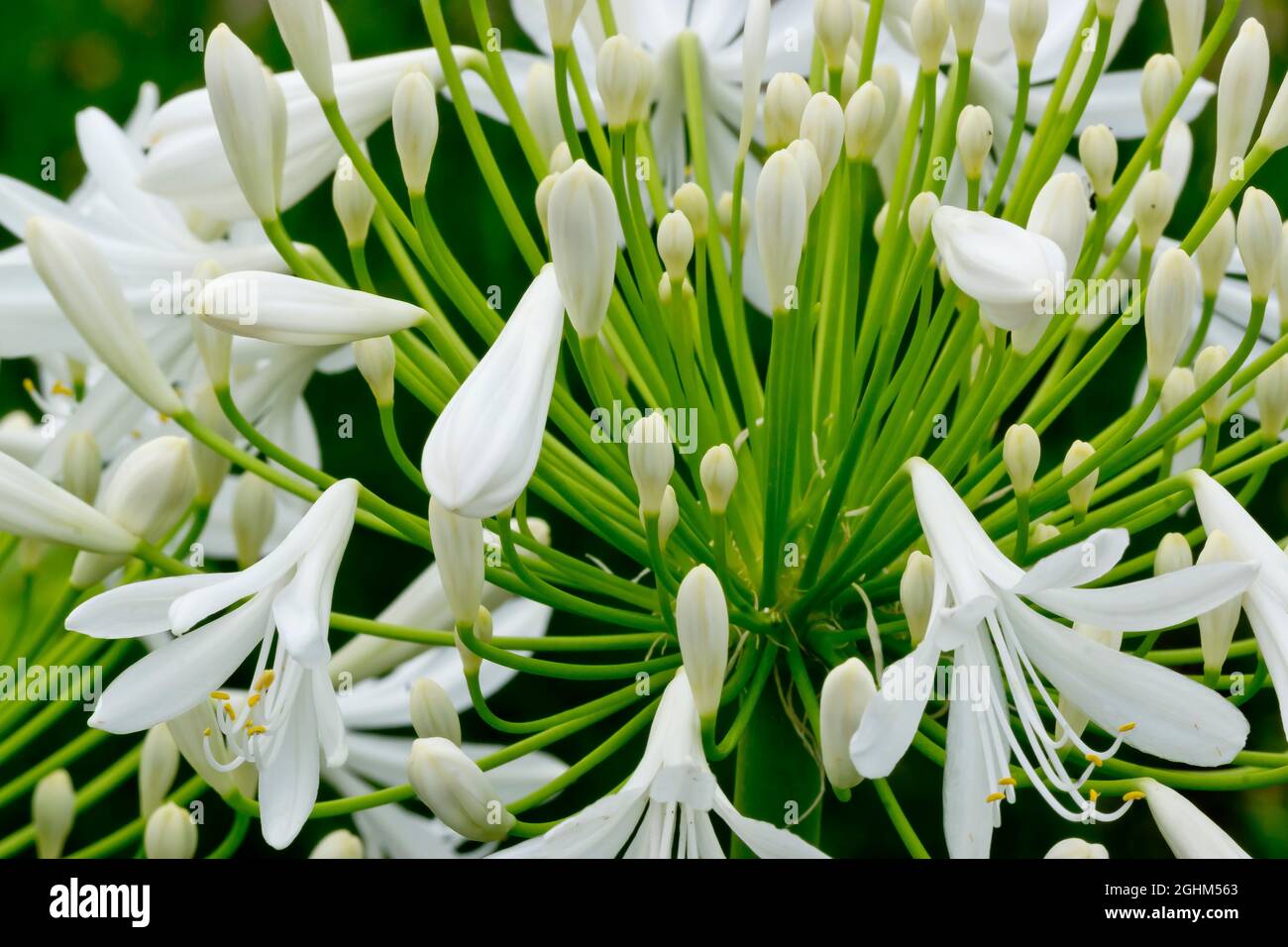 Agapanthus alba hi-res stock photography and images - Alamy