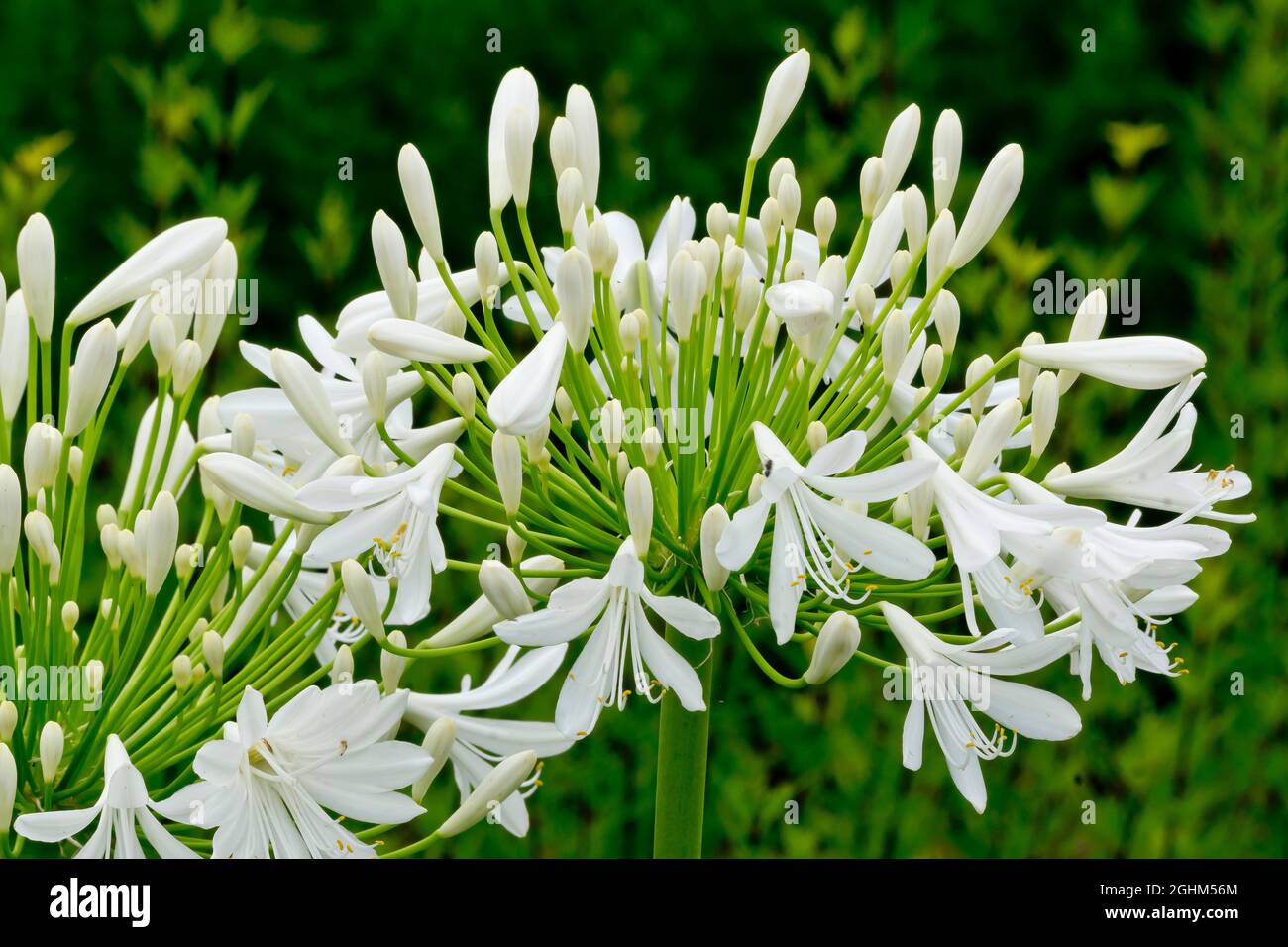 Agapanthus Alba High Resolution Stock Photography and Images - Alamy