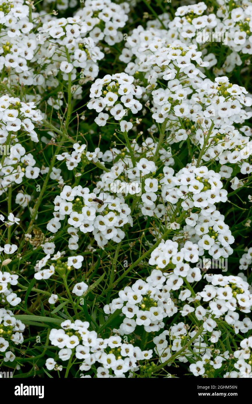 Lobularia Snow Princess