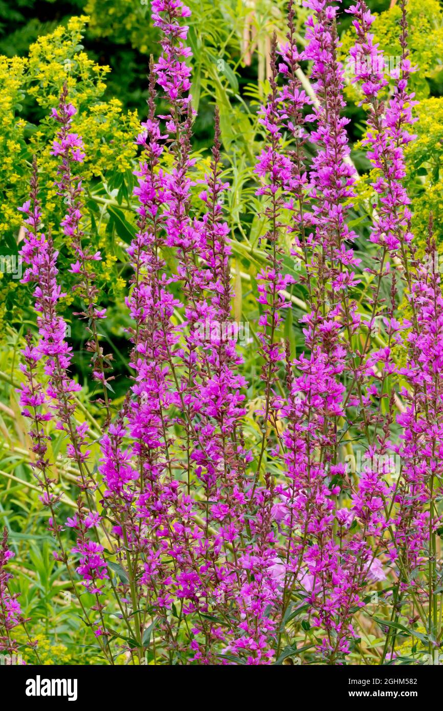 Lythrum virgatum 'Rose Queen' Stock Photo - Alamy