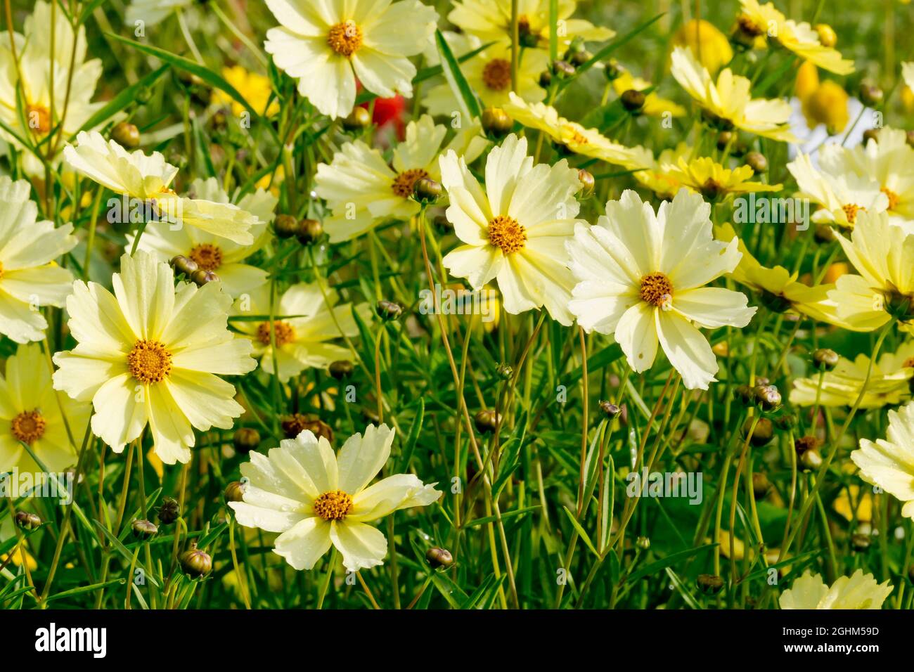 Coreopsis verticillata 'Full Moon' Stock Photo - Alamy