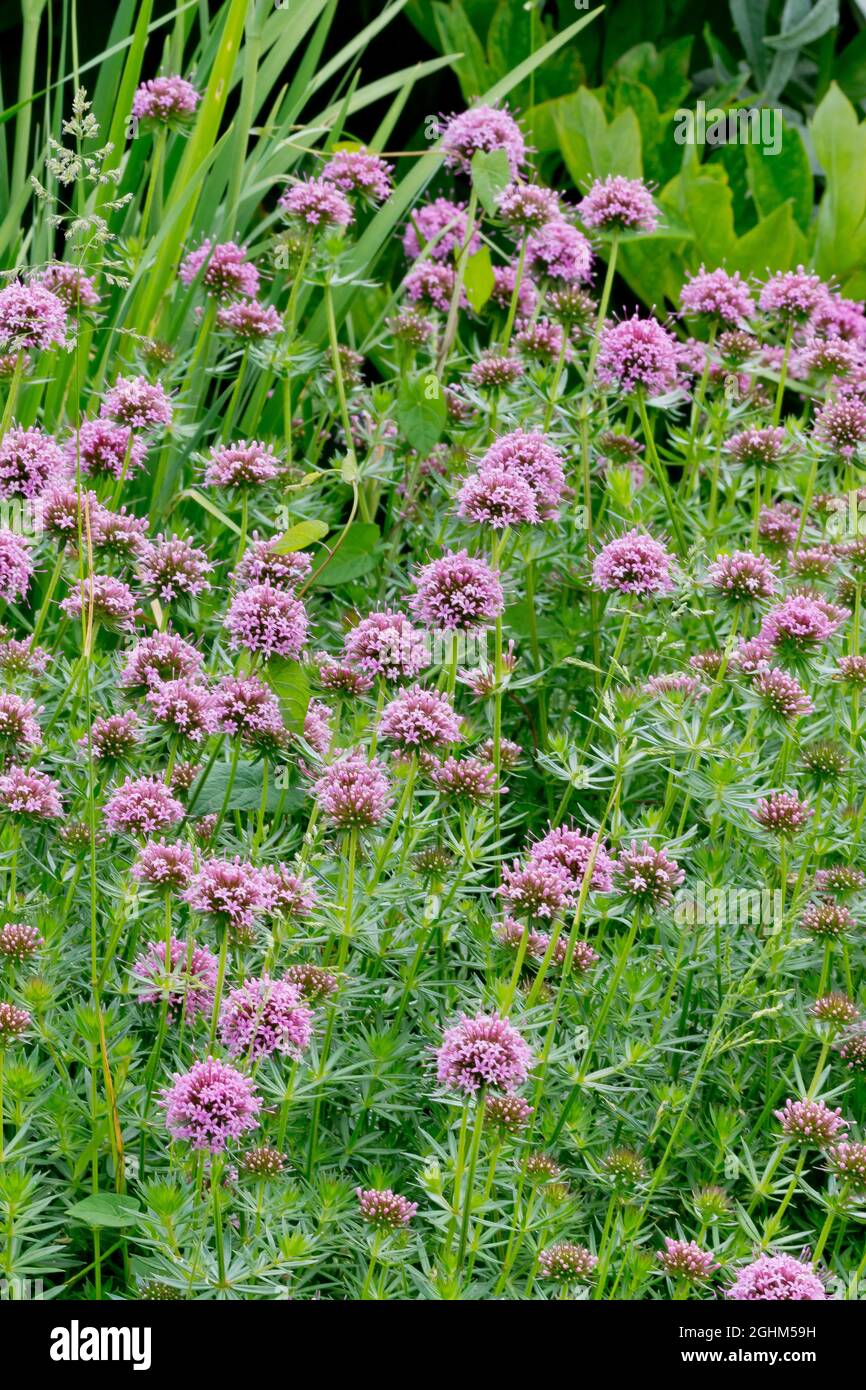 Phuopsis stylosa caucasian crosswort perennial hi-res stock photography ...