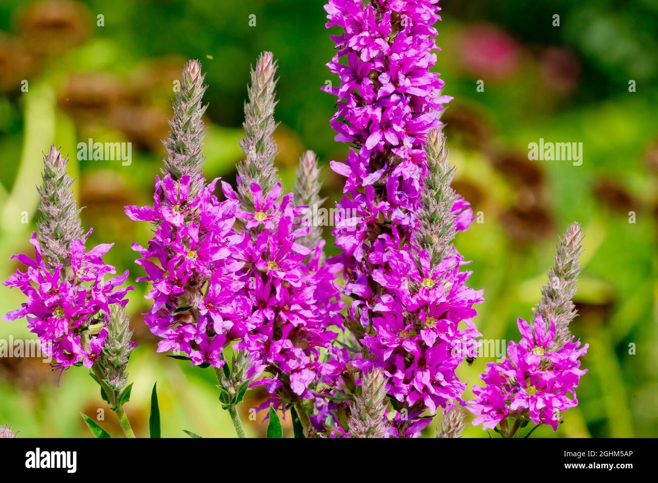 Lythrum virgatum 'Rosy Gem' Stock Photo - Alamy