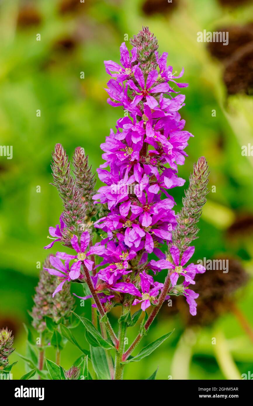 Lythrum virgatum 'Rosy Gem' Stock Photo - Alamy