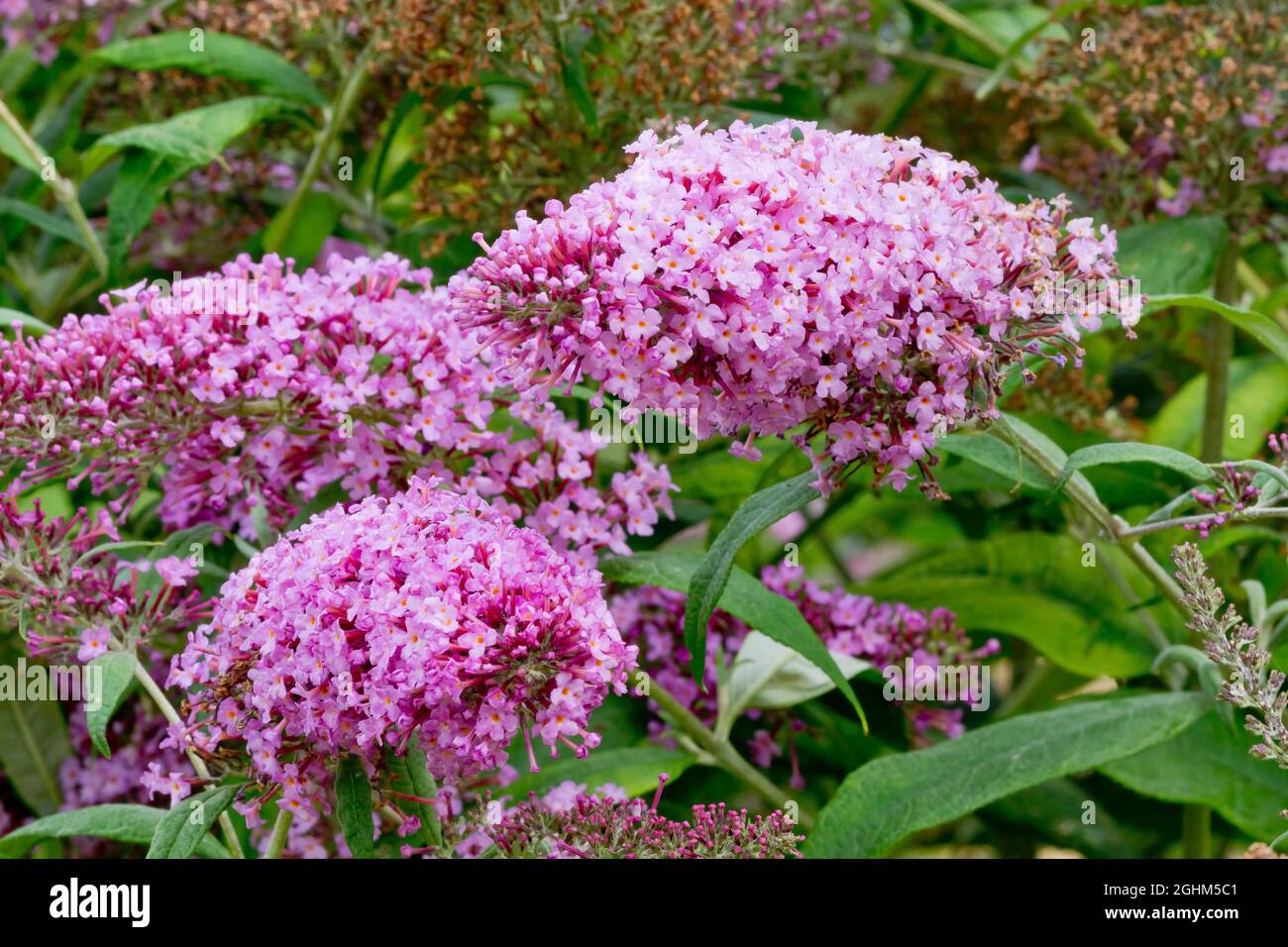 Buddleja davidii 'Pink Delight' Stock Photo - Alamy