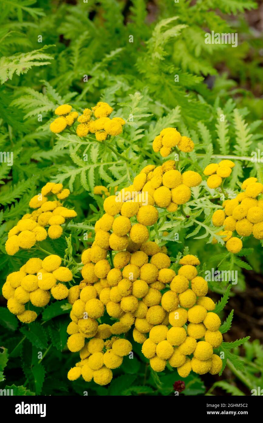 Isla gold hi-res stock photography and images - Alamy
