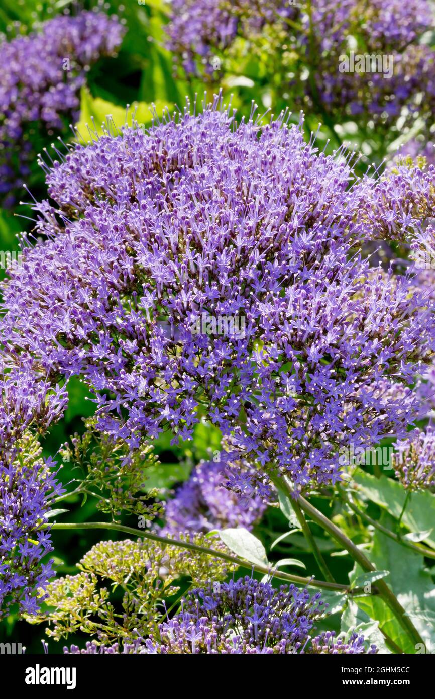 Trachelium caeruleum 'Passion Violet' Stock Photo - Alamy