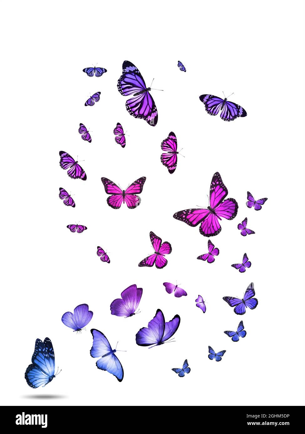 a flock of colorful flying butterflies isolated on a white background ... a flock of colorful flying butterflies isolated on a white background ...