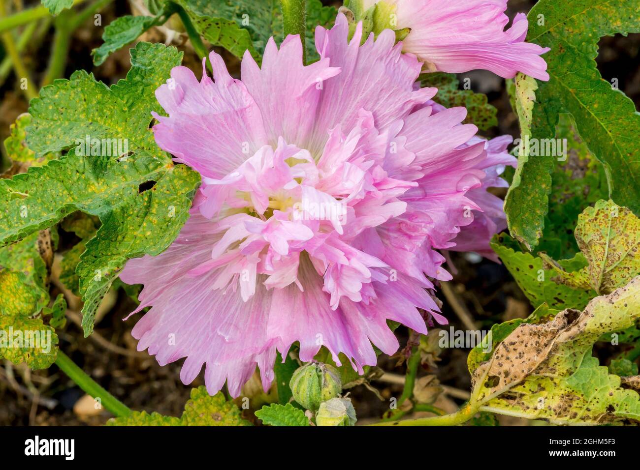 Alcea rosea 'Spring Celebrities Purple' Stock Photo - Alamy