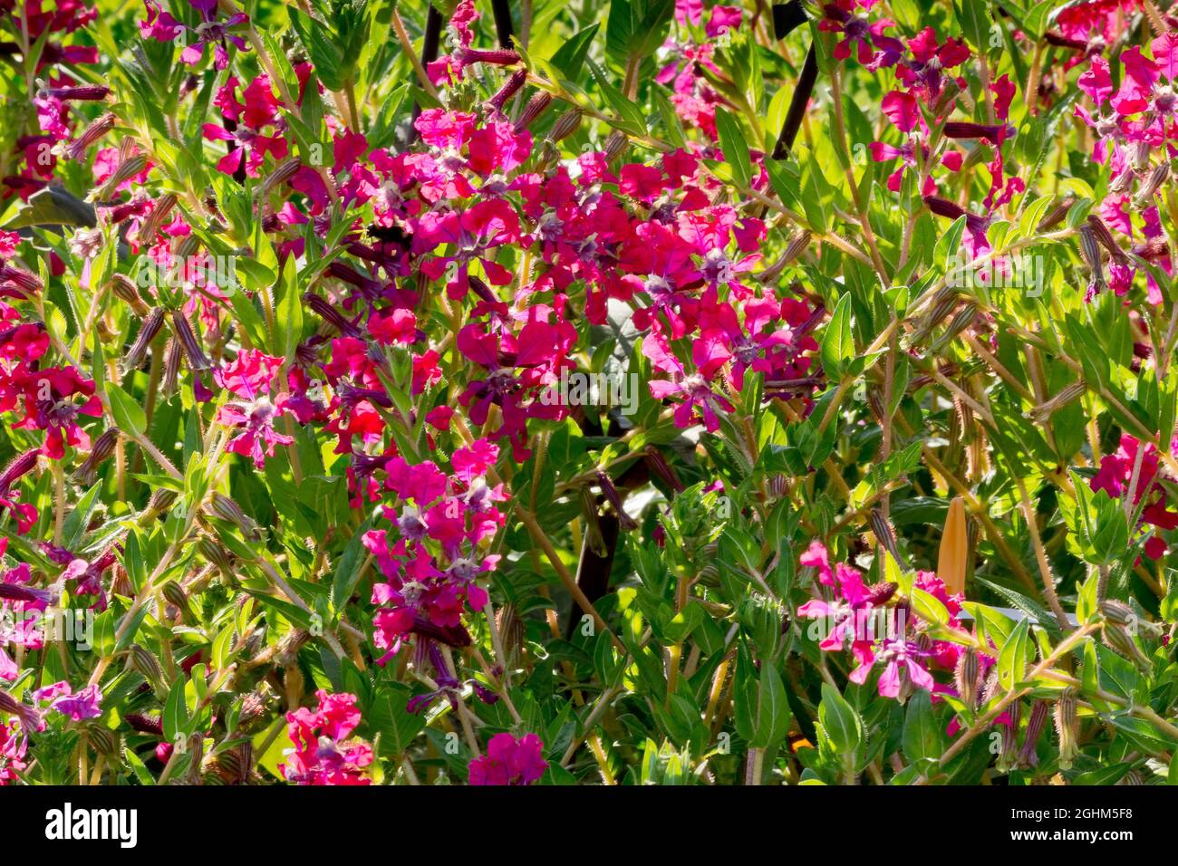 Cuphea llavea var. miniata Stock Photo - Alamy