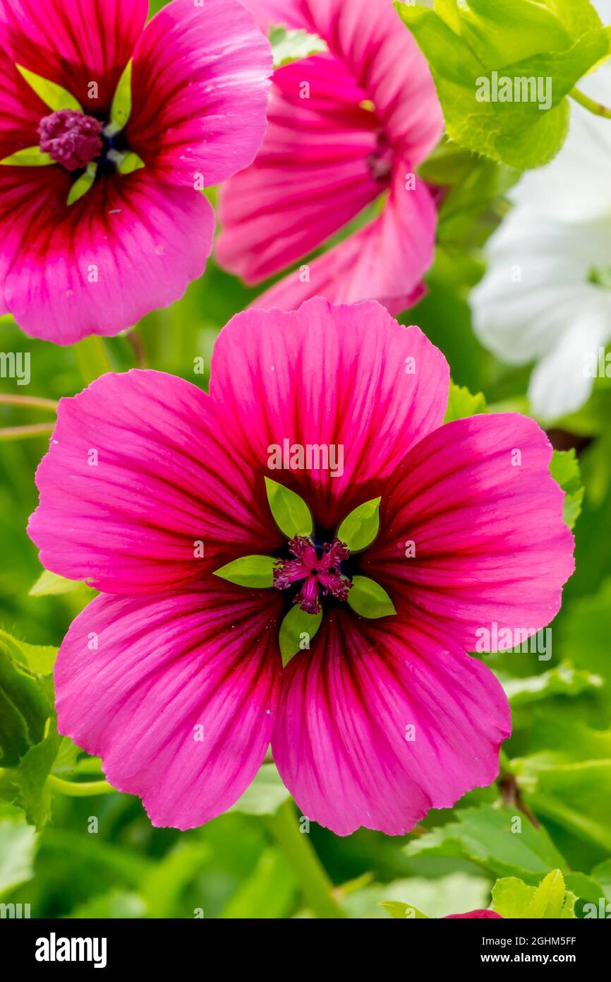 Malope trifida 'Vulcan' Stock Photo - Alamy