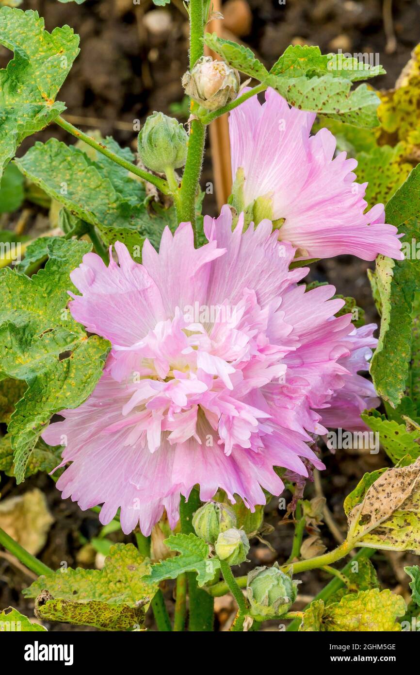 Alcea rosea 'Spring Celebrities Purple' Stock Photo - Alamy