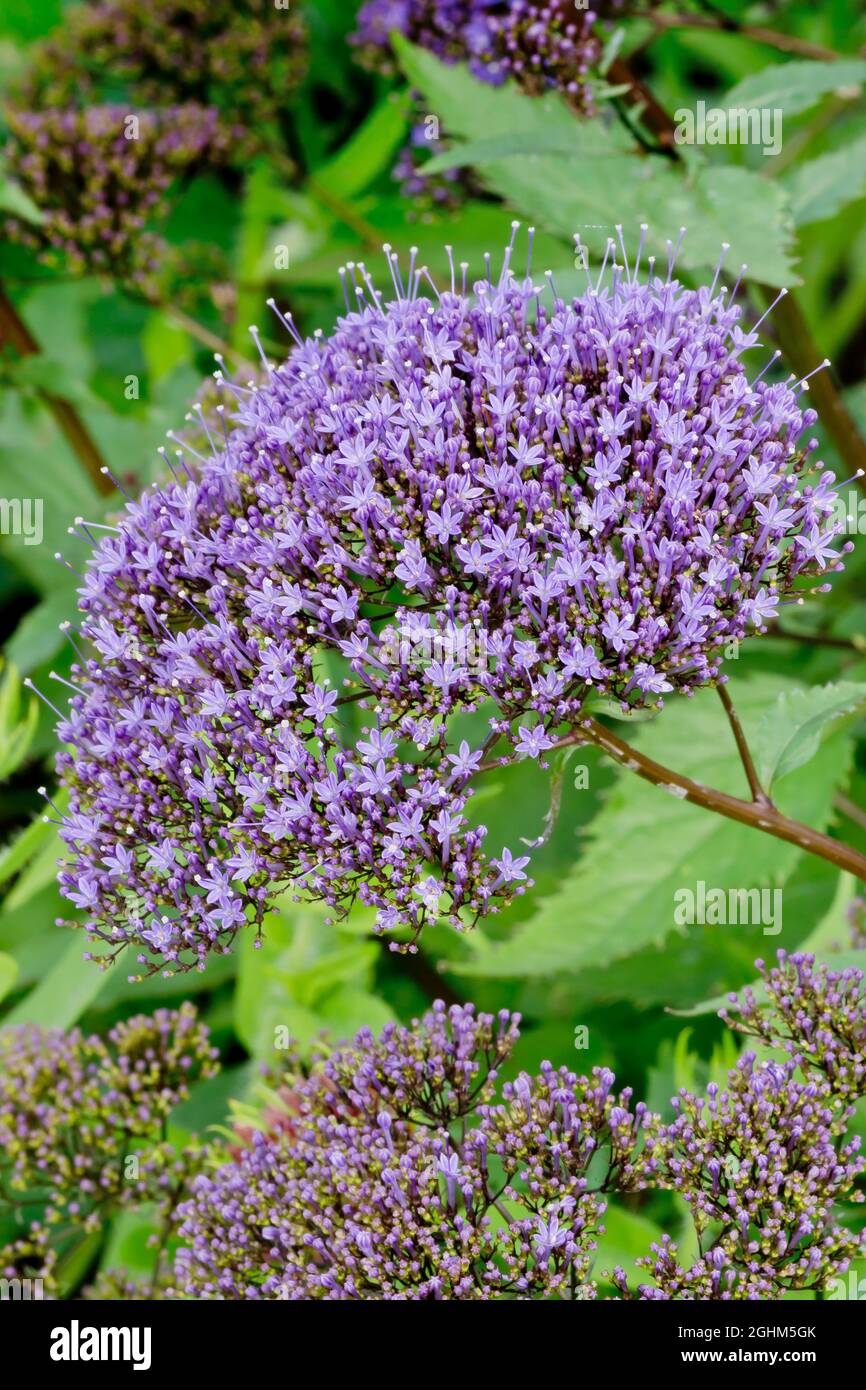 Trachelium trachelium sp hi-res stock photography and images - Alamy