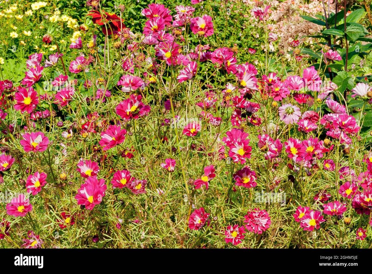 Cosmos bipinnatus 'Double Click Carmin' Stock Photo - Alamy