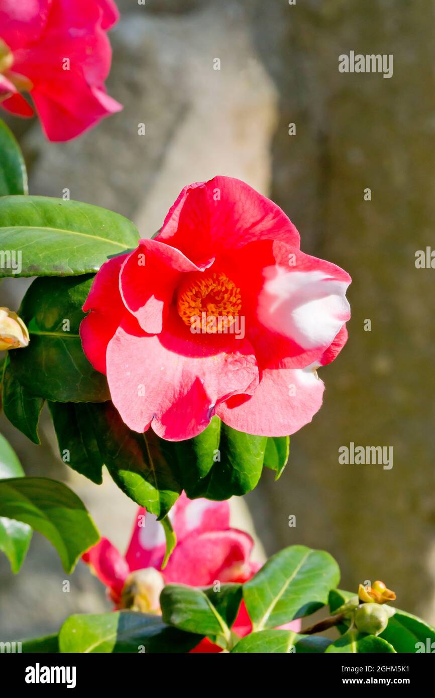 The max family garden hi-res stock photography and images - Alamy