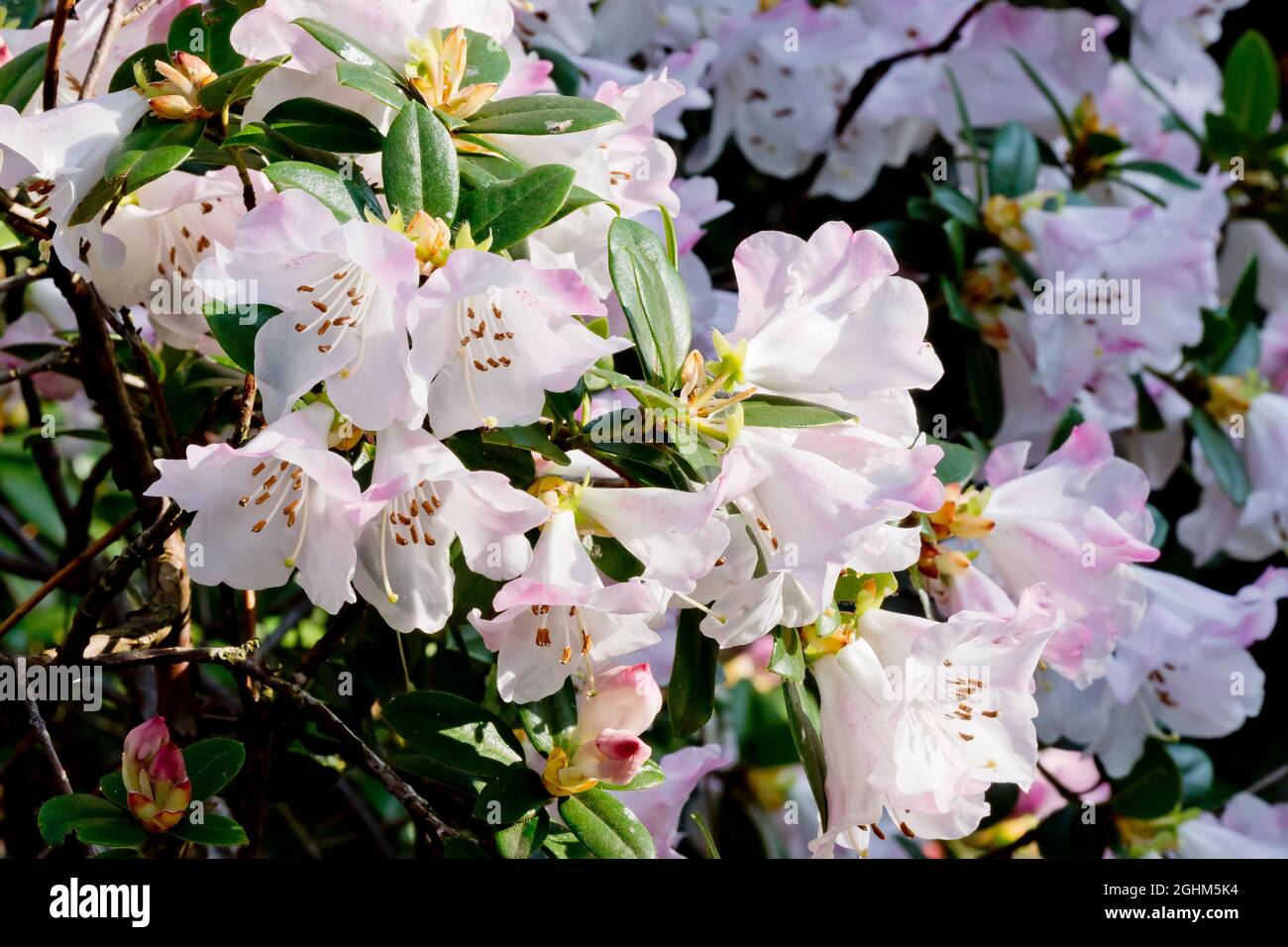 Rhododendron in bloom in a garden Stock Photo - Alamy