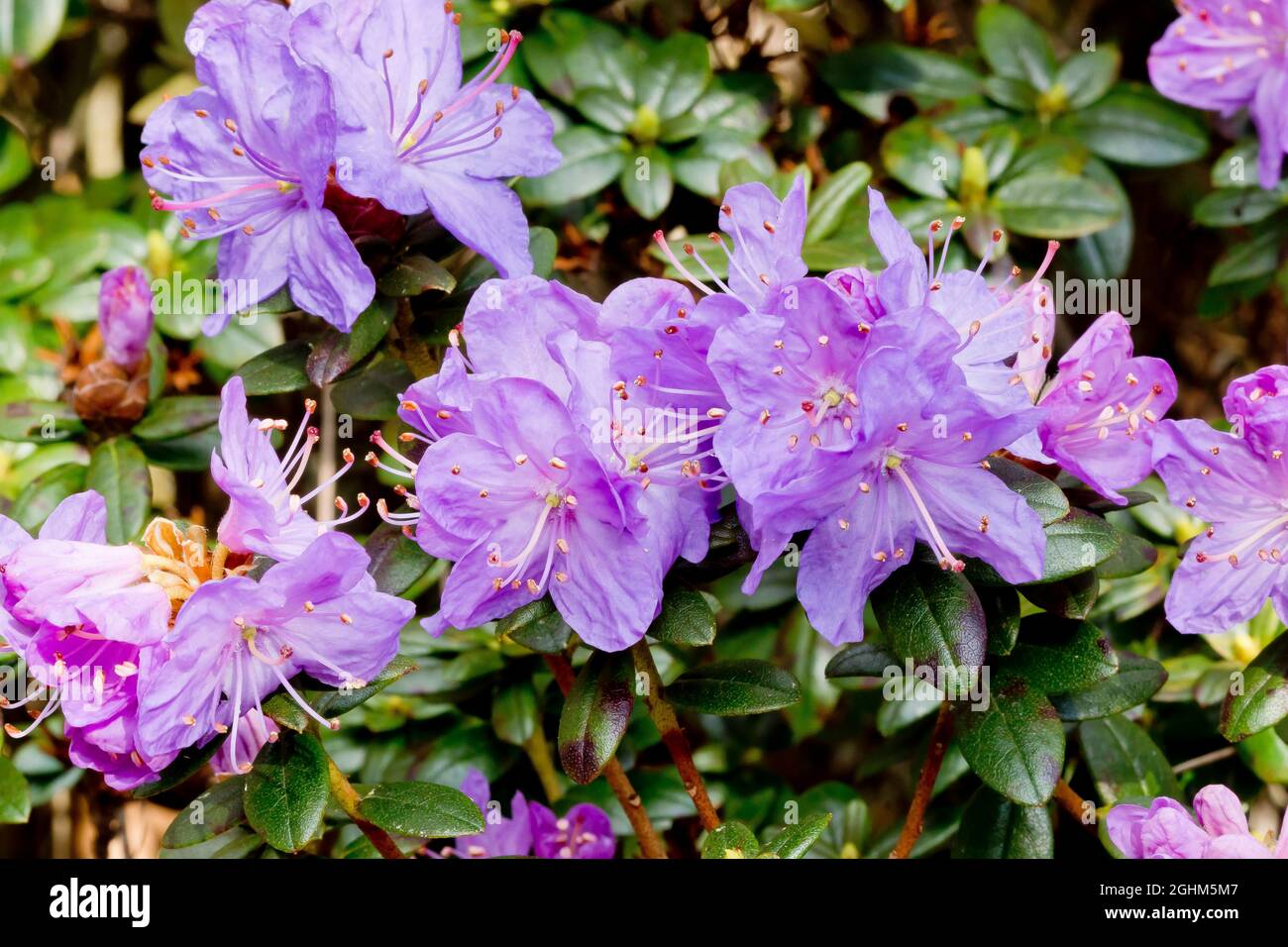 Rhododendron in bloom in a garden Stock Photo - Alamy
