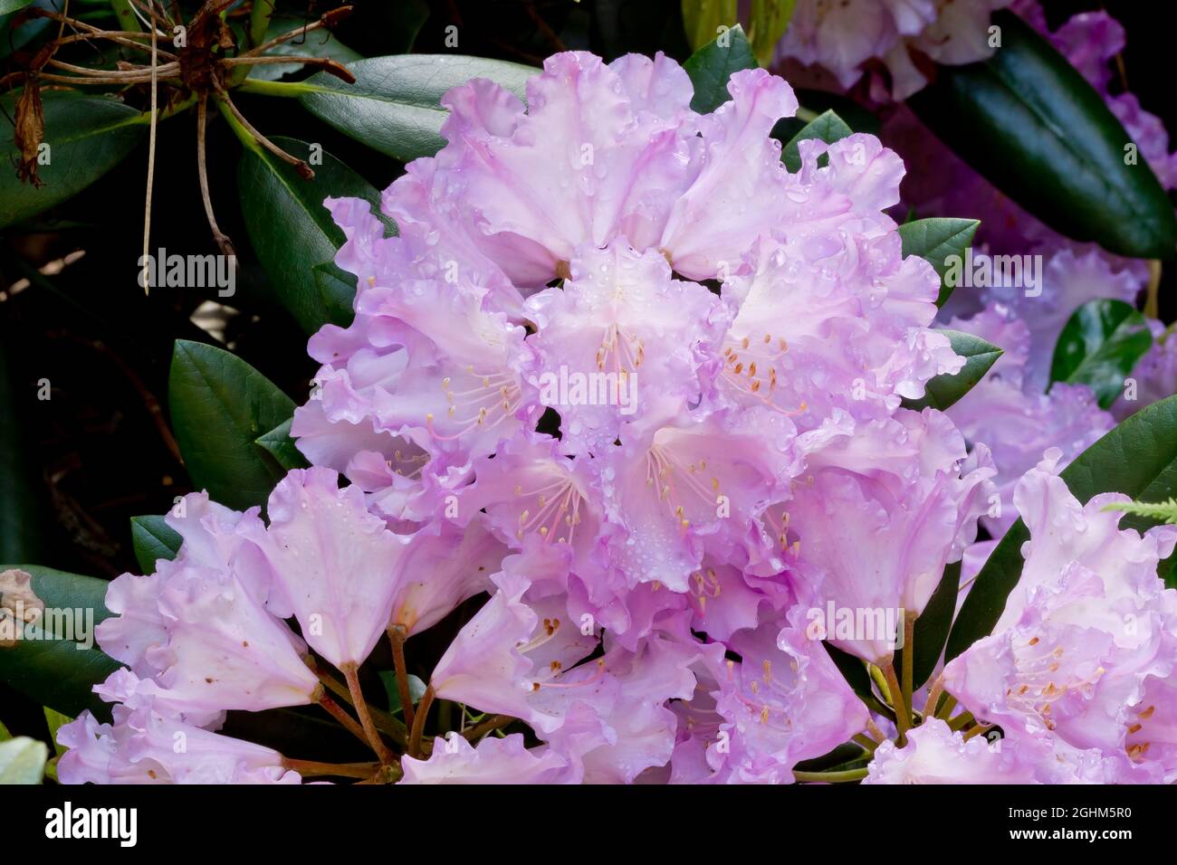 Rhododendron 'Caroline Albrook' in bloom in a garden Stock Photo - Alamy