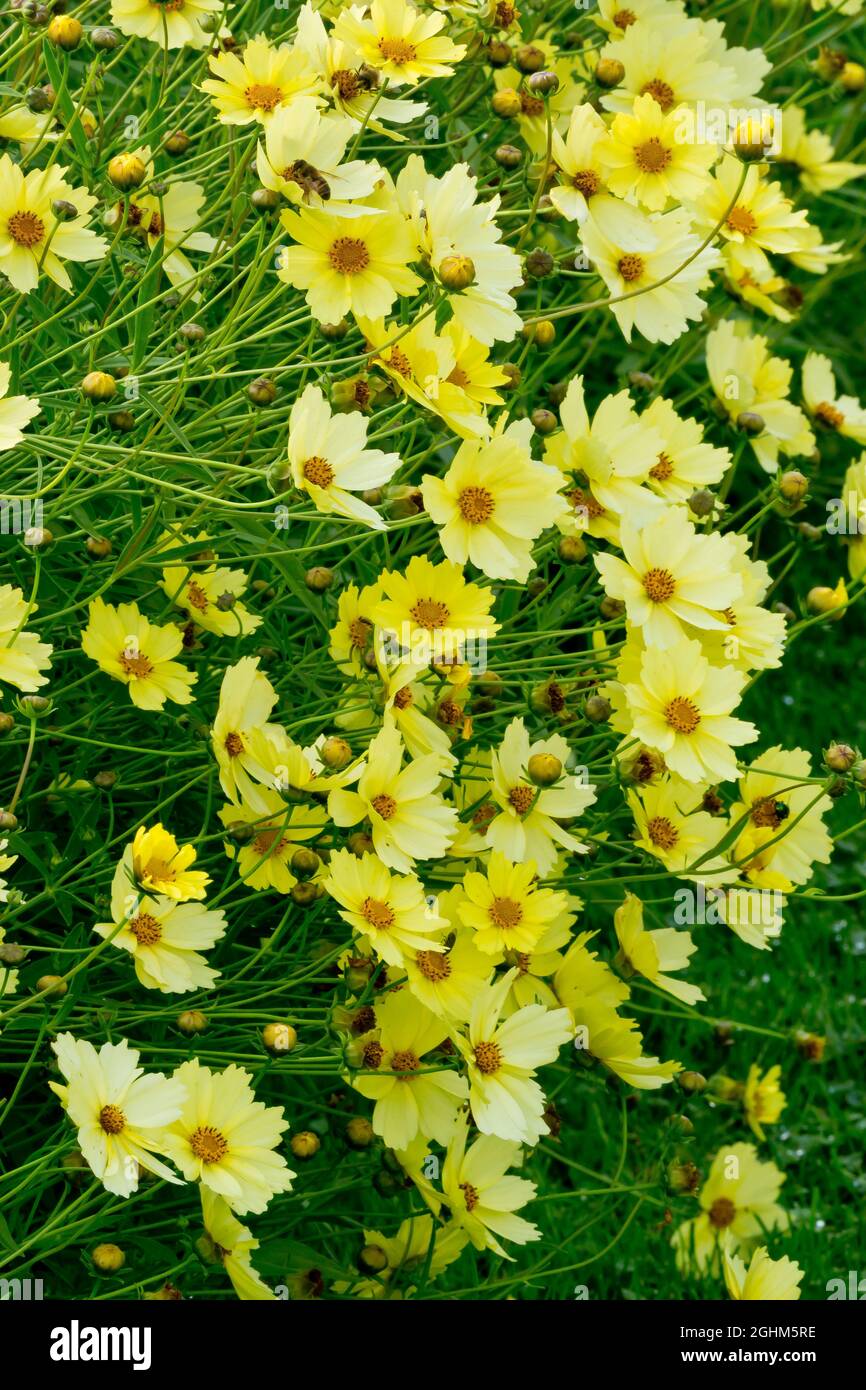 Coreopsis 'Full Moon' Obtenteur : Darrel Probst (USA Stock Photo - Alamy