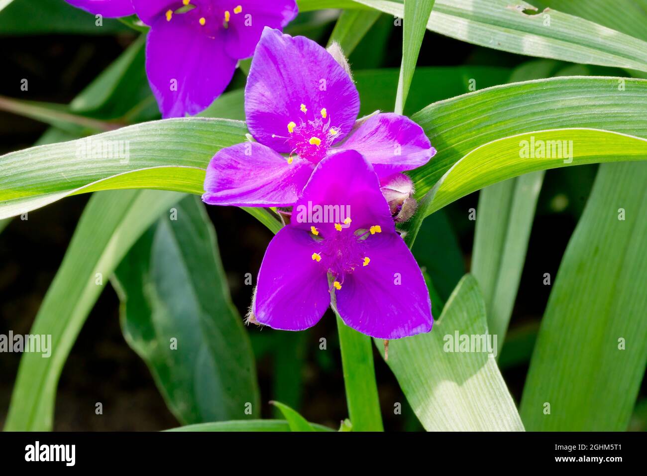 Spiderwort tradescantia andersoniana hi-res stock photography and ...