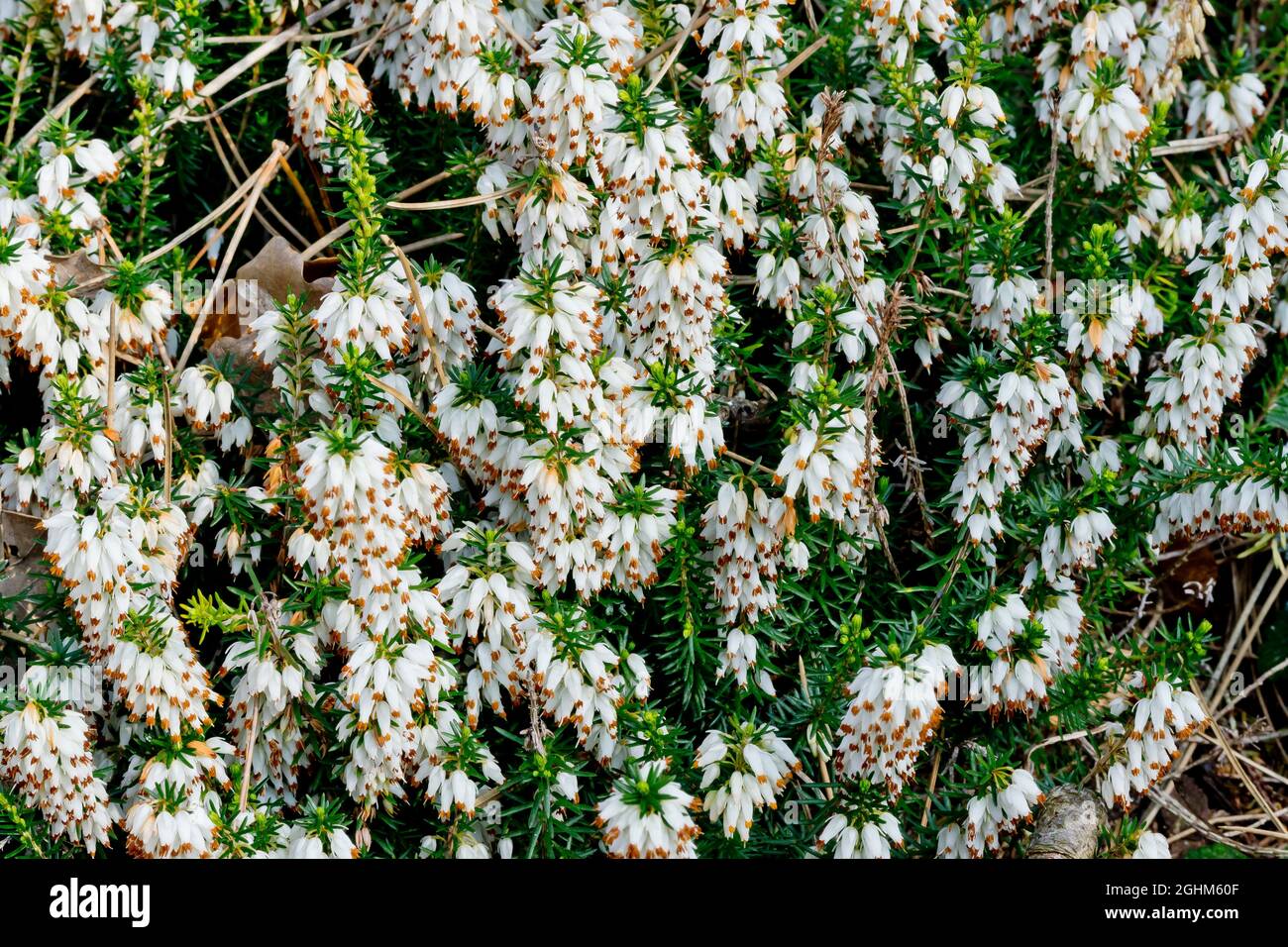 Erica carnea 'Springwood White' Stock Photo - Alamy
