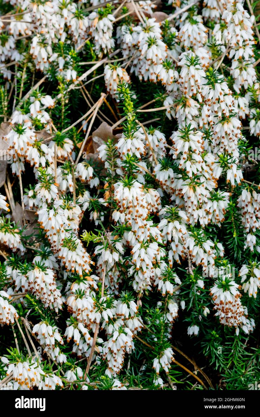 Erica carnea 'Springwood White' Stock Photo - Alamy