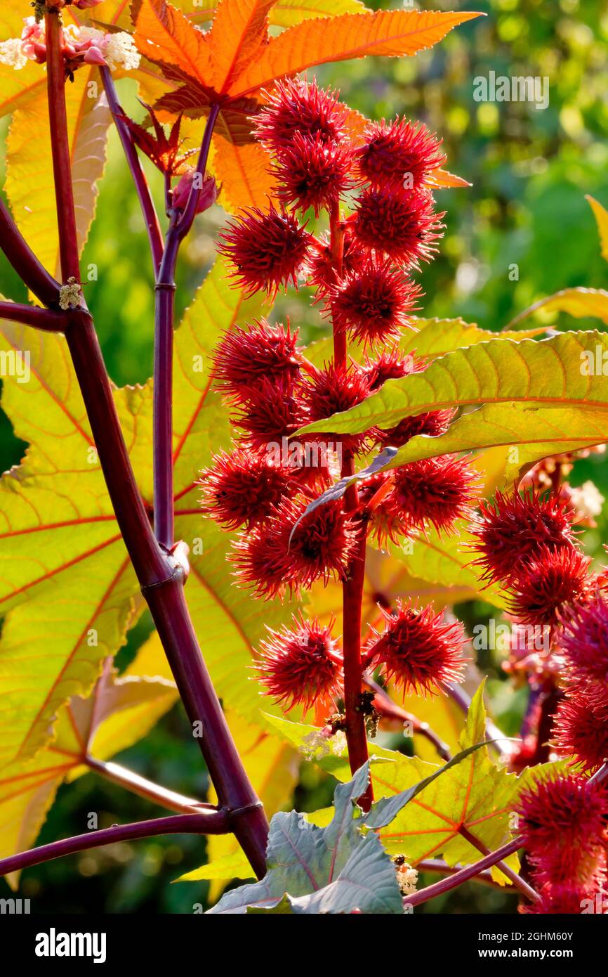 Ricinus communis 'Red Spire' Stock Photo - Alamy